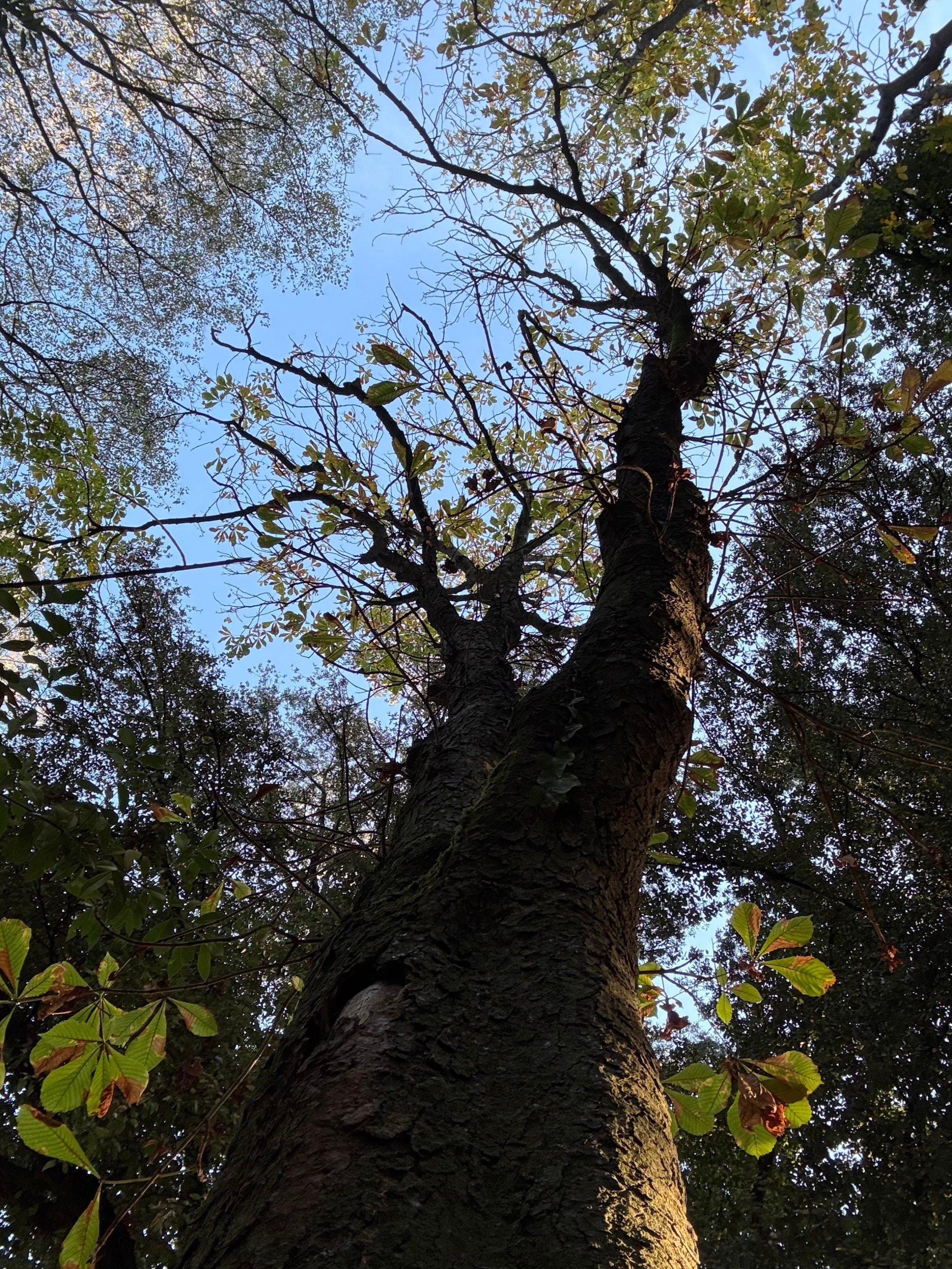 Learning With Trees – Martina Tanga